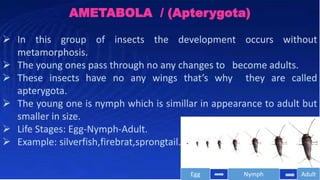 Metamorphosis | PPT
