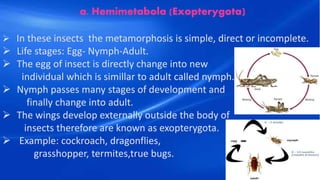 Metamorphosis | PPT