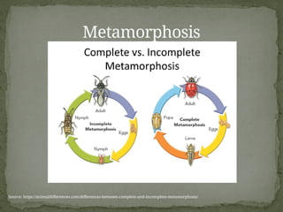 Metamorphosis - Developmental Biology Dr.M.Jothimuniyandi | PPTX ...