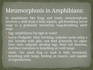 Metamorphosis - Developmental Biology Dr.M.Jothimuniyandi | PPTX