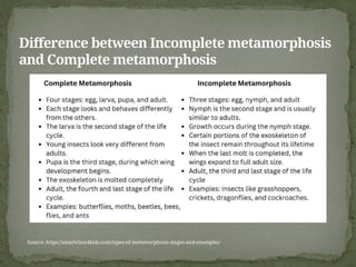 Metamorphosis - Developmental Biology Dr.M.Jothimuniyandi | PPT
