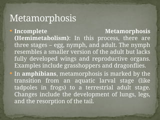 Metamorphosis - Developmental Biology Dr.M.Jothimuniyandi | PPTX ...