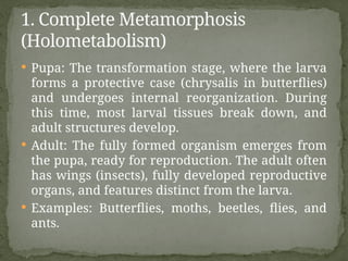 Metamorphosis - Developmental Biology Dr.M.Jothimuniyandi | PPTX ...