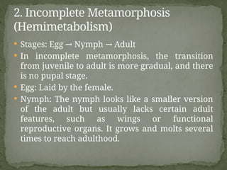 Metamorphosis - Developmental Biology Dr.M.Jothimuniyandi | PPT