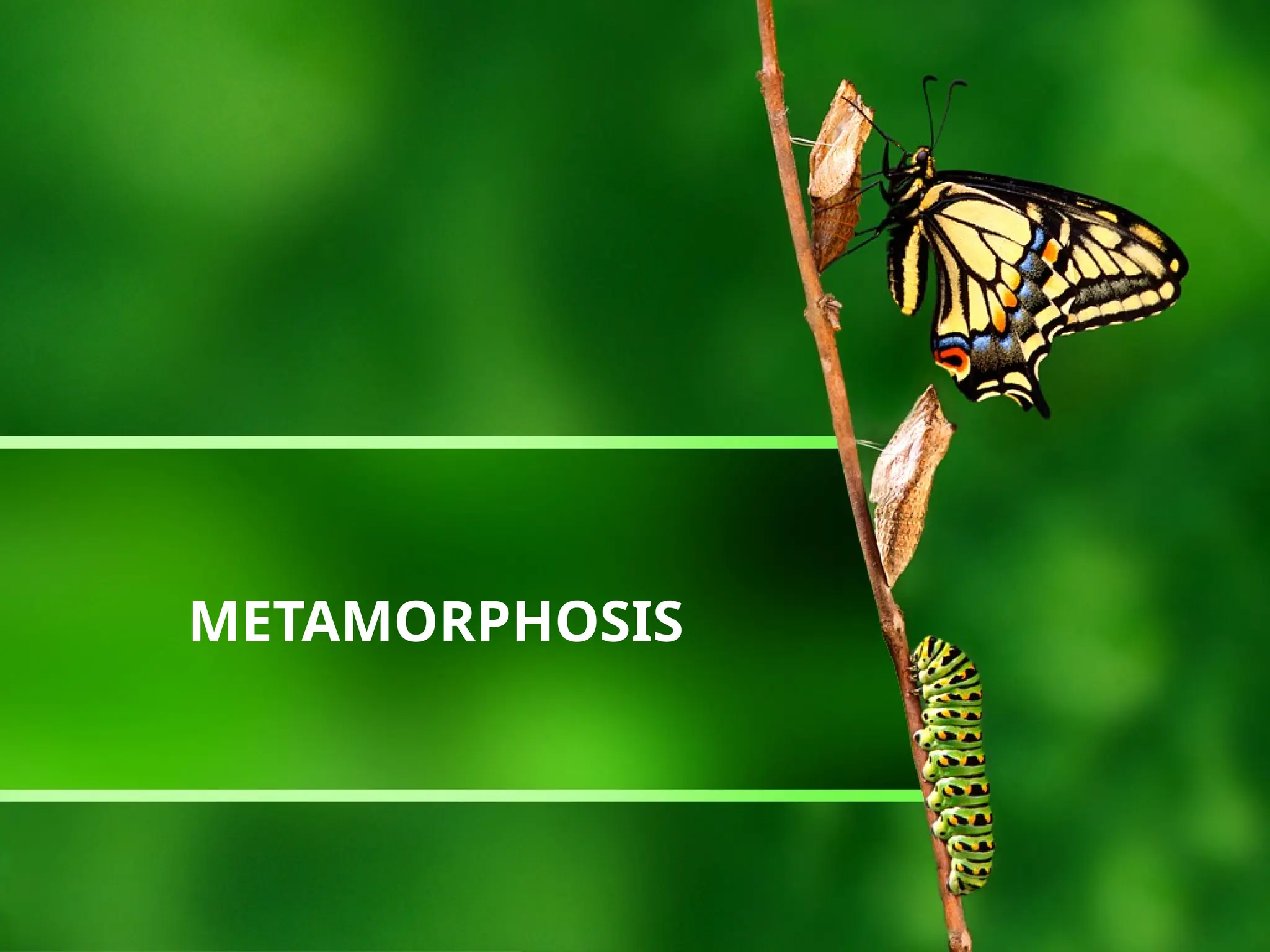 Metamorphosis: Life's Transformative Journey | PPTX