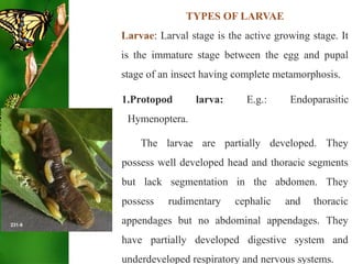 Metamorphosis: Life's Transformative Journey | PPTX
