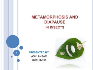 metamorphosis and diapause in insects.pptx