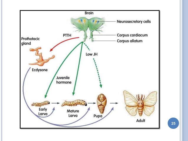 metamorphosis and diapause in insects.pptx