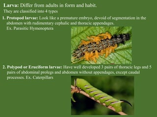 metamorphosis and Immature insects .pdf