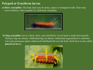 metamorphosis and Immature insects .pdf