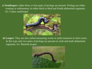 metamorphosis and Immature insects .pdf
