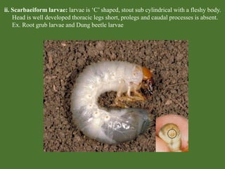 metamorphosis and Immature insects .pdf