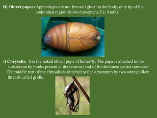 metamorphosis and Immature insects .pdf