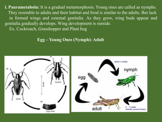 metamorphosis and Immature insects .pdf