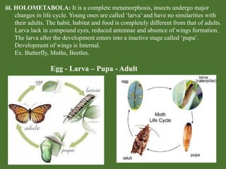 metamorphosis and Immature insects .pdf