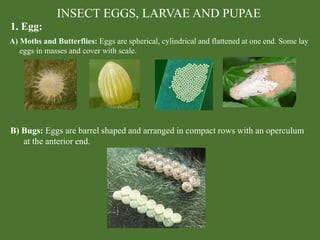 metamorphosis and Immature insects .pdf