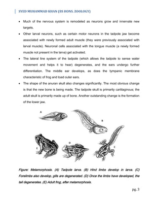 Metamorphosis in Amphibians | PDF