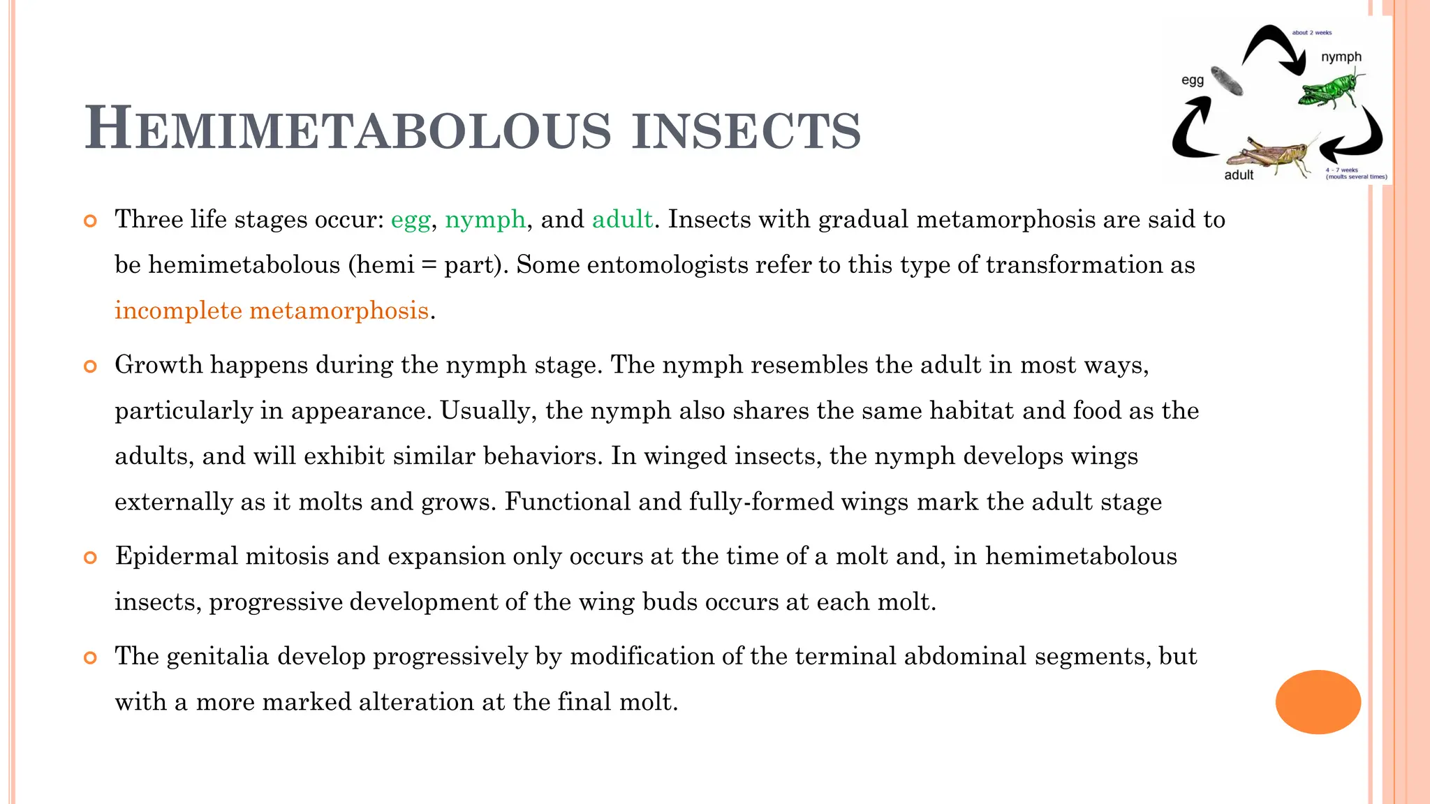 metamorphosis_in_insect_presentation.pdf