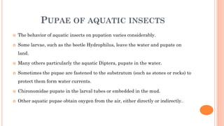 metamorphosis_in_insect_presentation.pdf