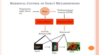 metamorphosis_in_insect_presentation.pdf