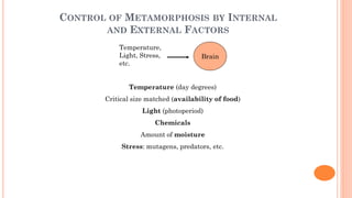 metamorphosis_in_insect_presentation.pdf