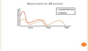 metamorphosis_in_insect_presentation.pdf