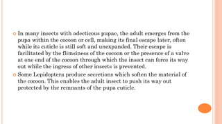 metamorphosis_in_insect_presentation.pdf