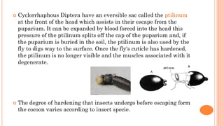 metamorphosis_in_insect_presentation.pdf