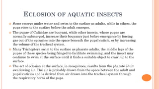 metamorphosis_in_insect_presentation.pdf