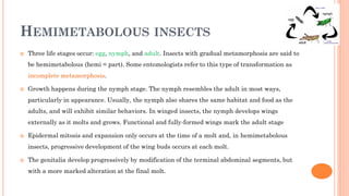 metamorphosis_in_insect_presentation.pdf
