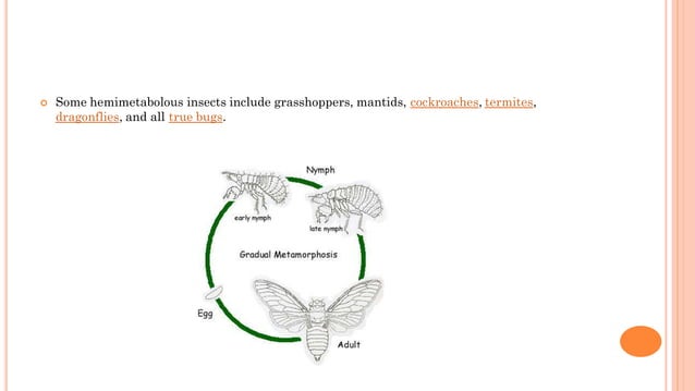 metamorphosis_in_insect_presentation.pdf