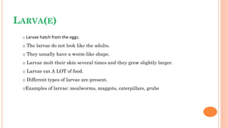 metamorphosis_in_insect_presentation.pdf