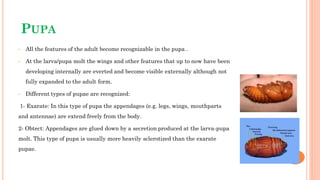metamorphosis_in_insect_presentation.pdf
