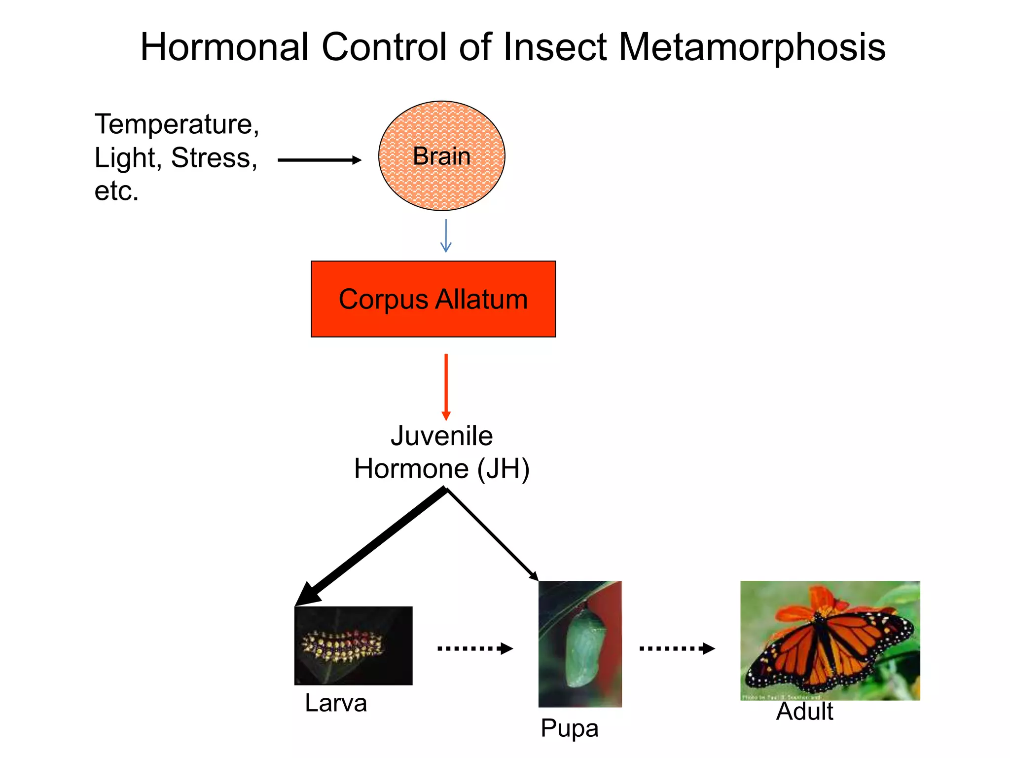 Metamorphosis in insects | PPTX