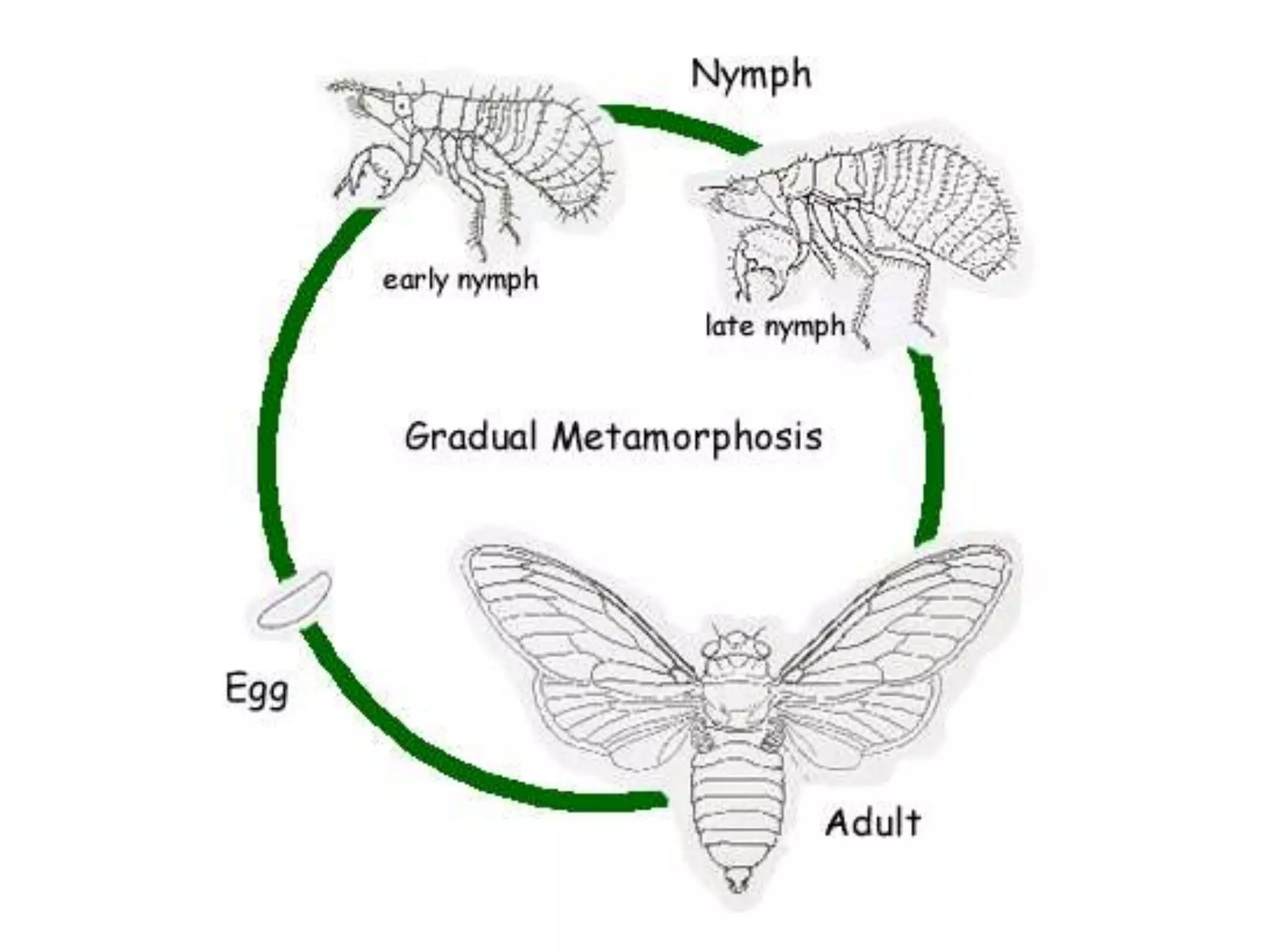 Metamorphosis in insects | PPTX