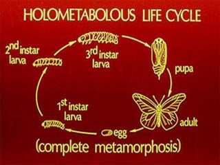 Metamorphosis in insects | PPTX