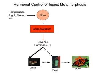 Metamorphosis in insects | PPTX