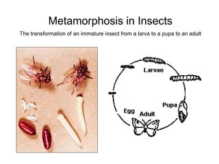 Metamorphosis In Insects Pptx