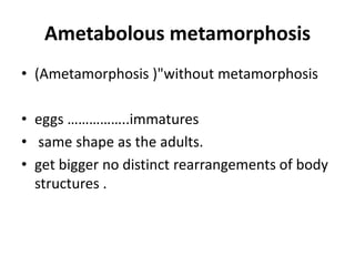 Metamorphosis in insects | PPTX