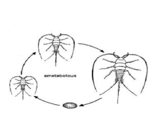 Metamorphosis in insects | PPTX