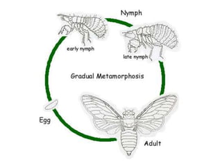 Insect Metamorphosis Diagram