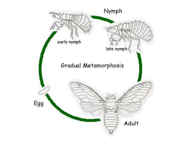 Insect Metamorphosis Worksheet