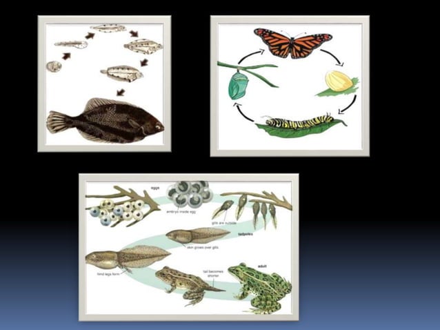 Metamorphosis in insects | PPT