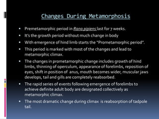 Metamorphosis in insects | PPTX