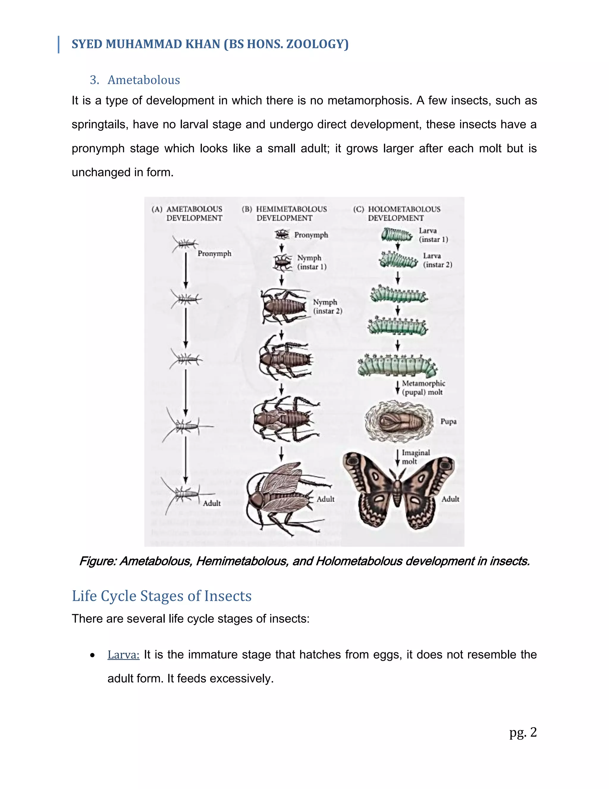 Metamorphosis in Insects | PDF