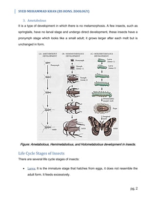 Metamorphosis in Insects | PDF