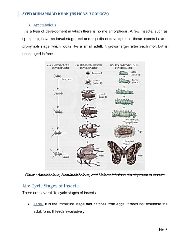 Metamorphosis in Insects | PDF