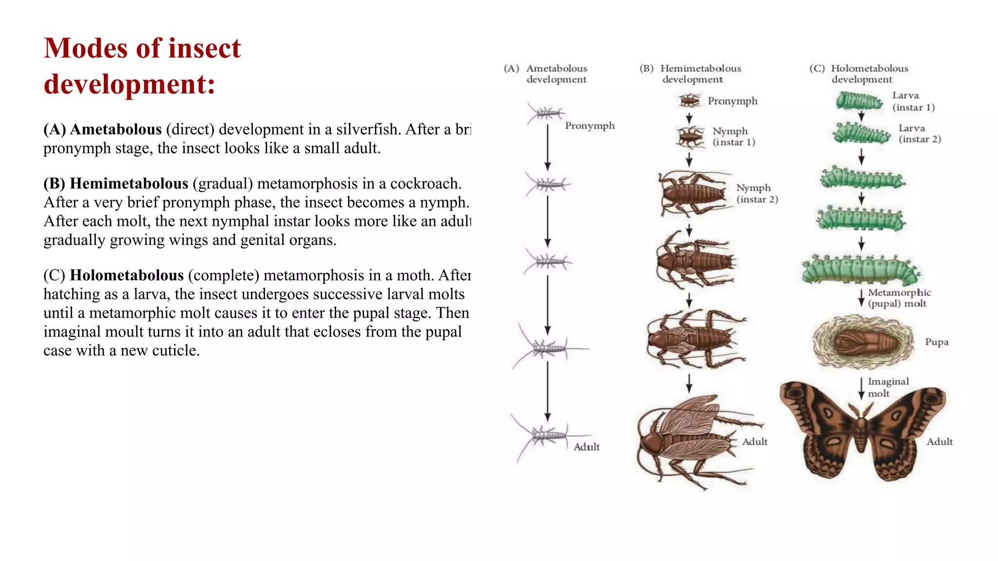 Metamorphosis in Insects .pdf