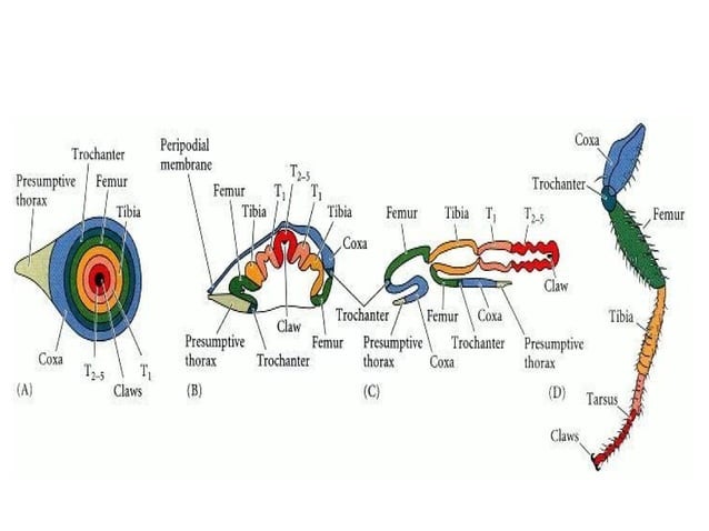 Metamorphosis in Insects. modified 2.pptx