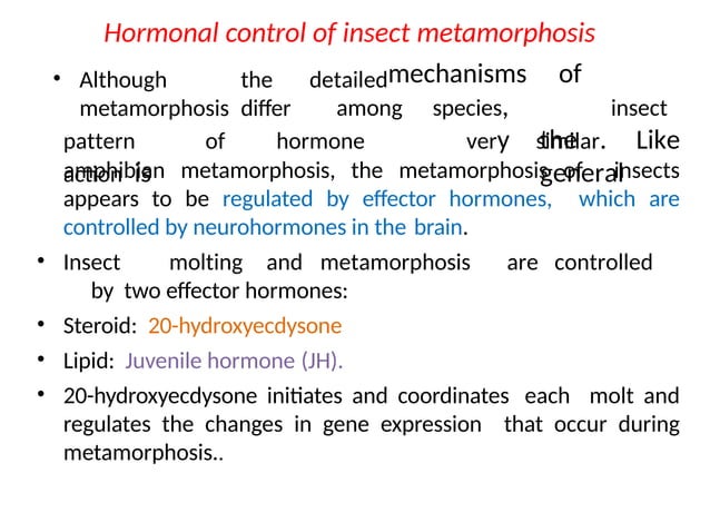 Metamorphosis in Insects. modified 2.pptx